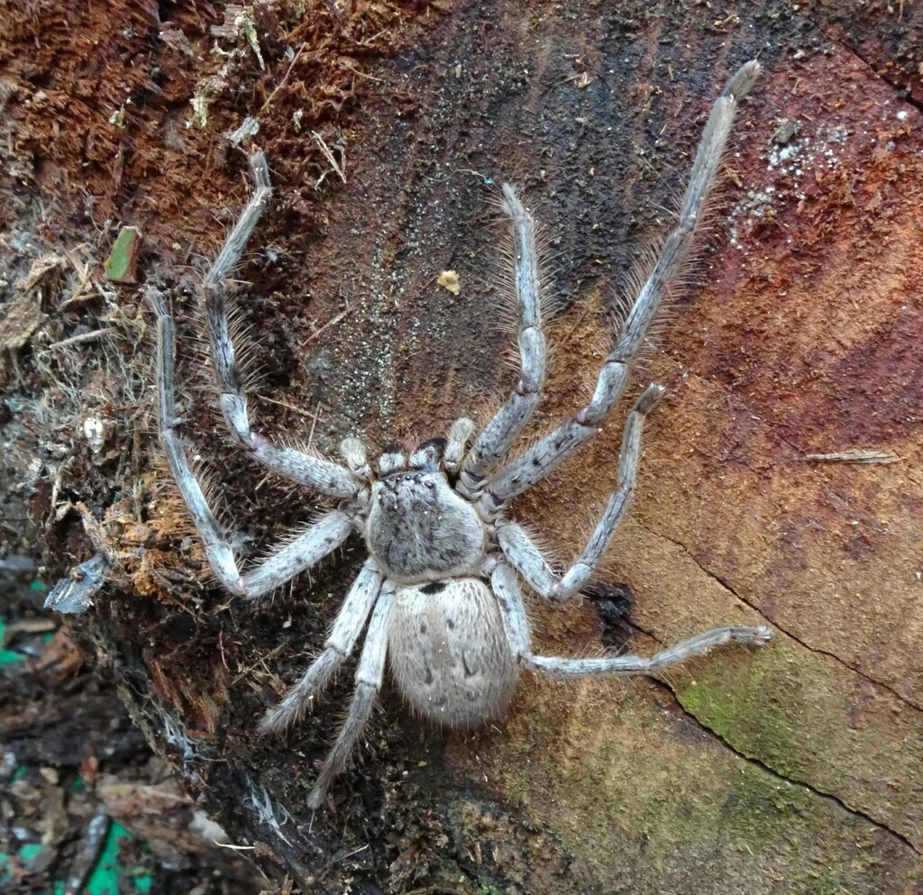 Mountain Huntsman from Scarsdale VIC 3351, Australia on July 24, 2023 ...