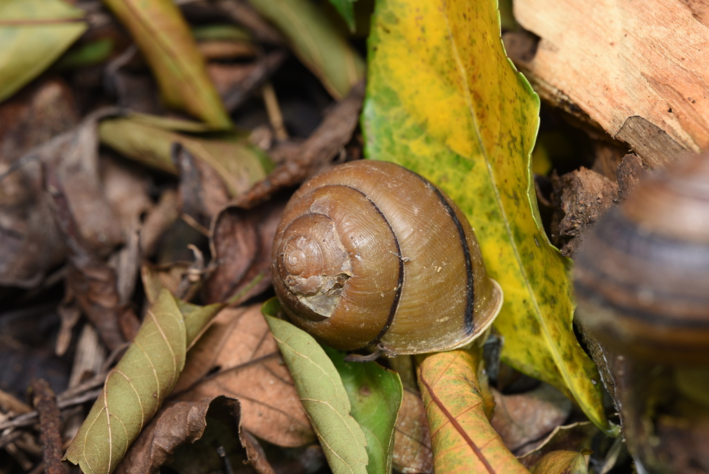 Camaena hainanensis xanthoderma in July 2023 by 桃子 · iNaturalist