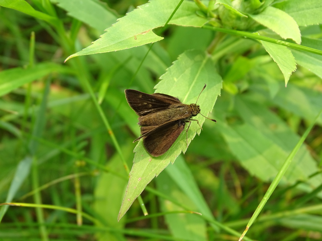 Dun Skipper from Loon Lake Rd, Aurora, MN, US on July 23, 2023 at 12:27 ...