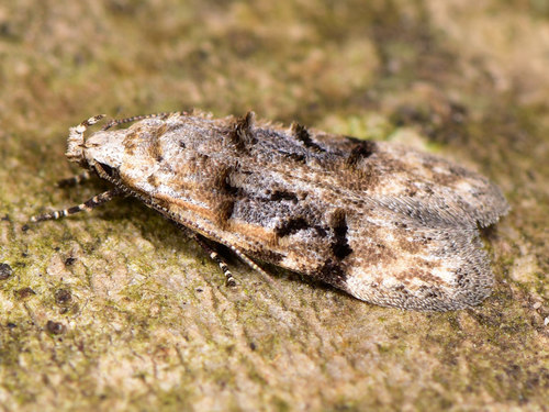Altenia scriptella · iNaturalist Mexico