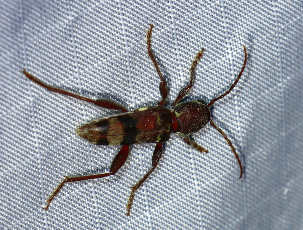 Rustic Borer from Connemara Pecan Grove on July 22, 2023 at 09:54 PM by ...