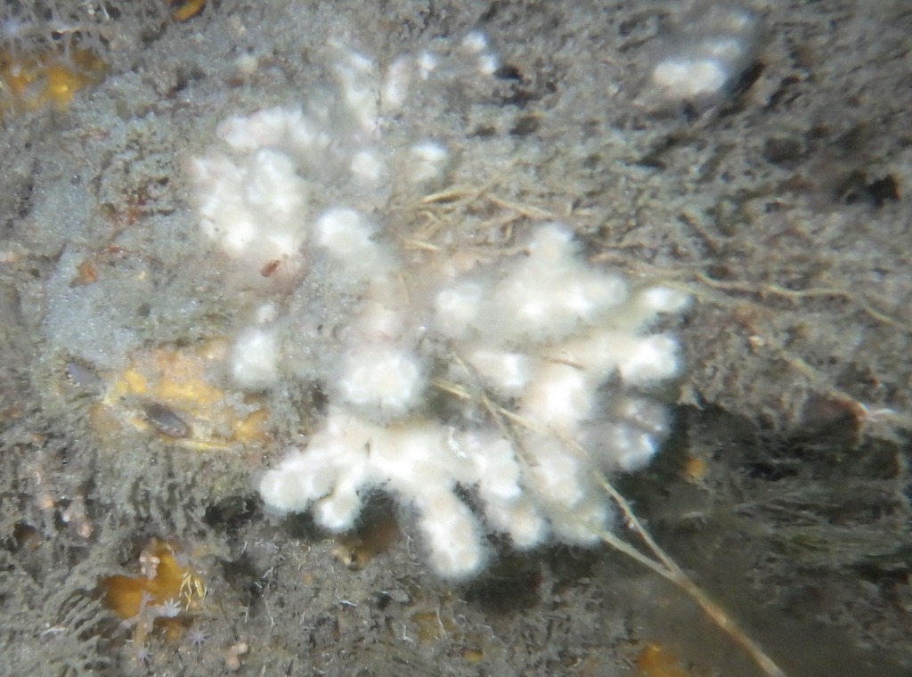 Ivory Tree Coral (Caribbean Coral: Shallow Water Stony Corals Commonly ...