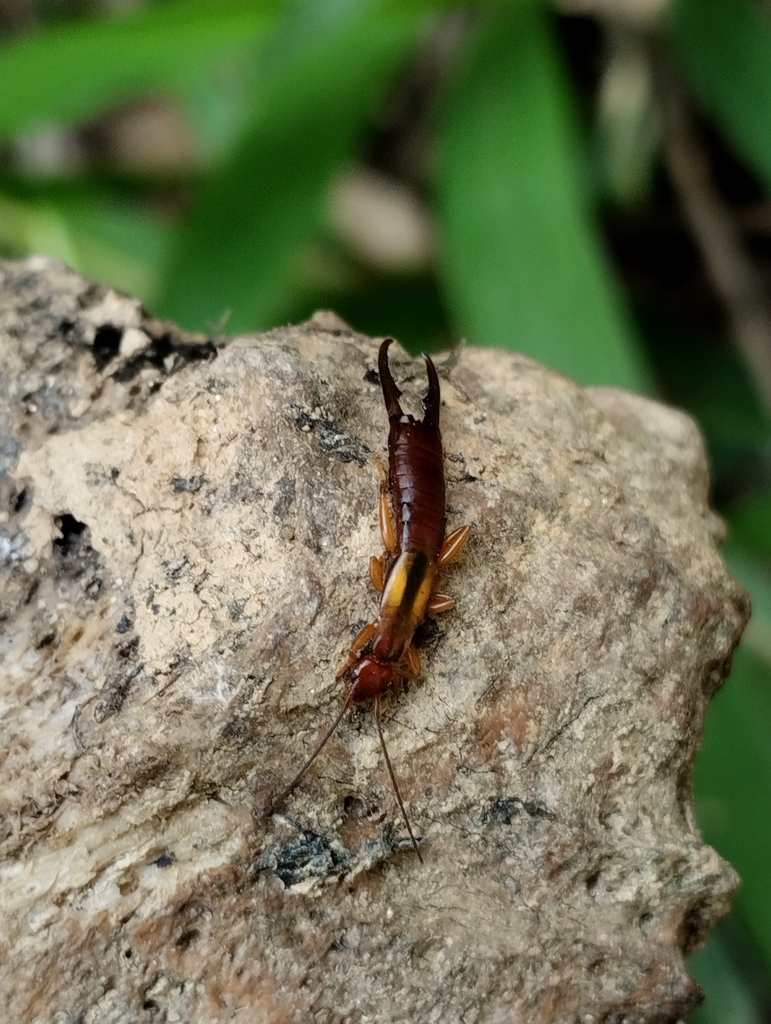 Proreus simulans from 33300, Perak, Malaysia on July 24, 2023 at 11:42 ...