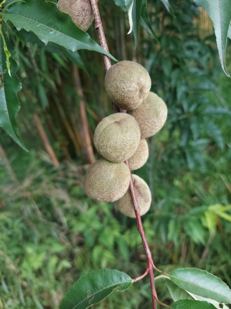 (Prunus mira) - Botanical Realm