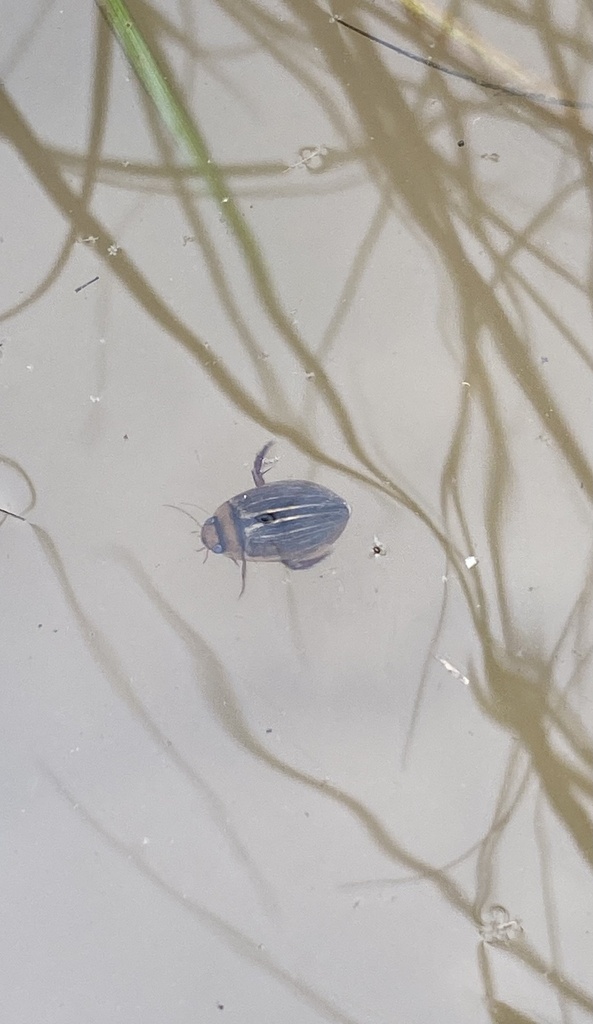 Hydaticus grammicus from Надеждинский район, Приморский край, RU on ...