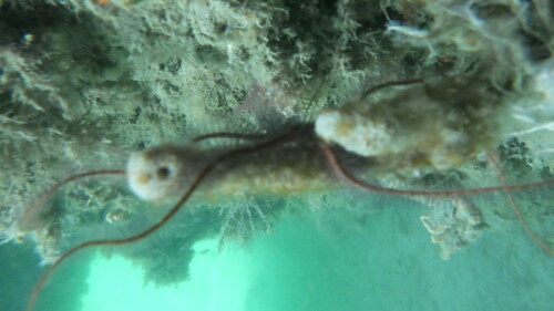 Observations by larvalfishguy · iNaturalist