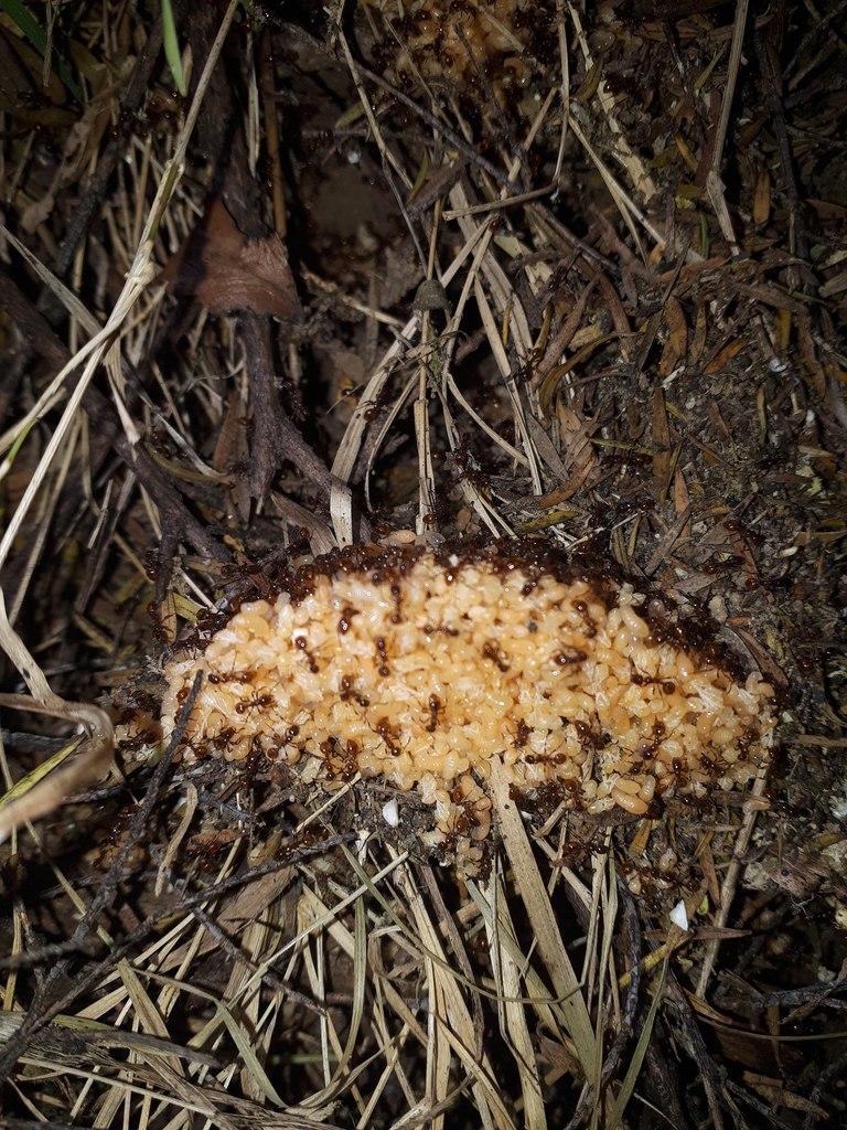 Southern Ant from Warkworth, New Zealand on January 17, 2019 at 04:05 ...