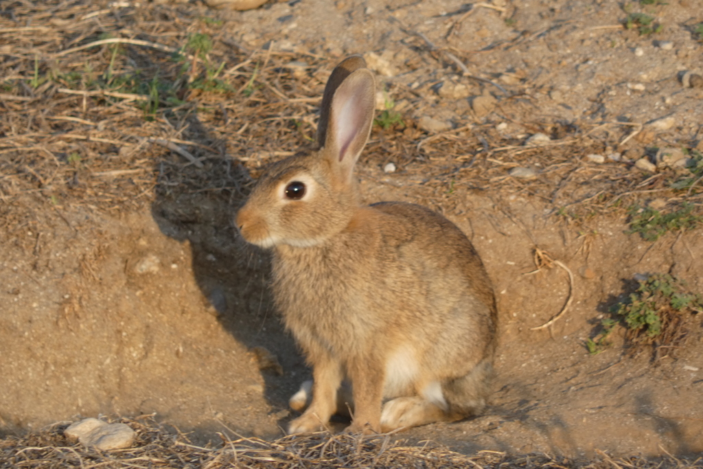 European Rabbit from Deauville, France on July 7, 2023 at 09:10 PM by ...
