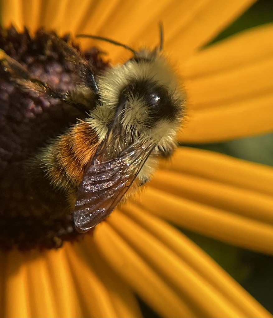 Tricolored Bumble Bee from Stonewall Dr, Bristol, VT, US on July 23 ...