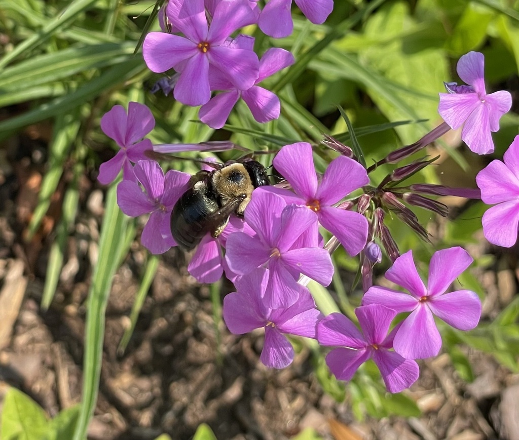 Eastern Carpenter Bee from National Museum of Natural History ...