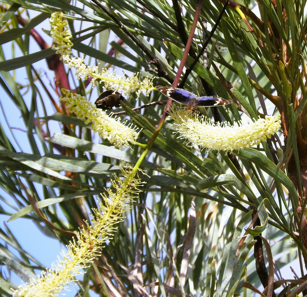 Beefwood (Grevillea parallela) - Botanical Realm