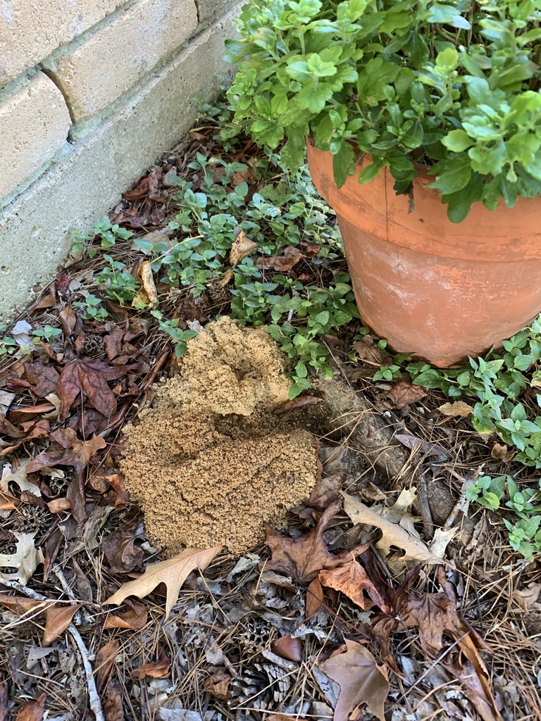Attwater's Pocket Gopher from Park Orchard Dr, Katy, TX, US on July 24 ...