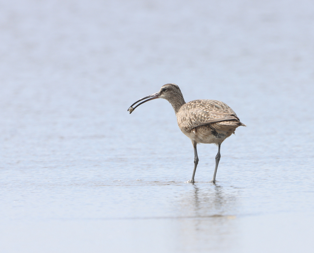 Whimbrel from North Pacific Ocean, OR, US on May 22, 2023 at 05:03 PM ...