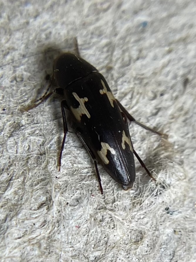 Dircaea liturata from Stonewall Dr, Bristol, VT, US on July 24, 2023 at ...