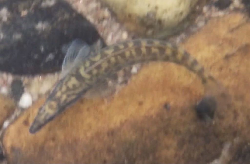 Sharpnose Darter in July 2023 by Max Ramey. Could be an incorrect ID ...