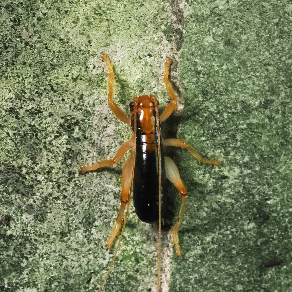 Nippancistroger testaceus from Heda, Numazu, Shizuoka 410-3402, Japan ...