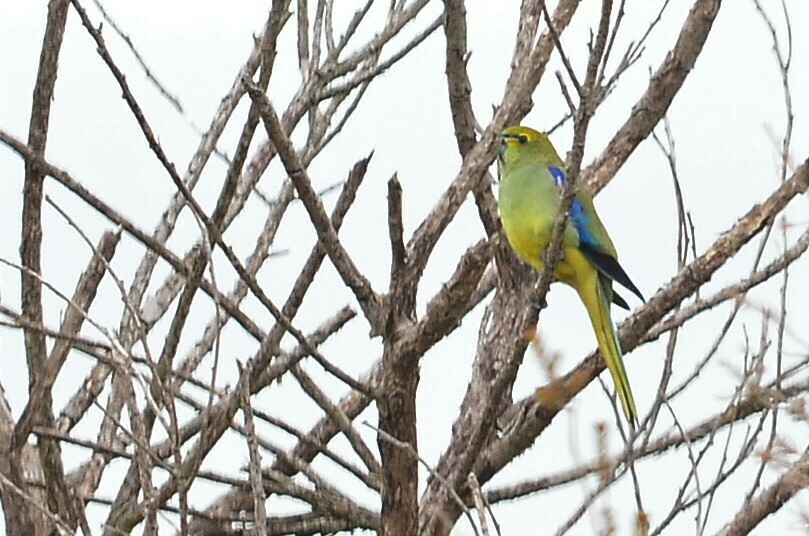Blue-winged Parrot from School Swamp, Mount Compass SA 5210, Australia ...