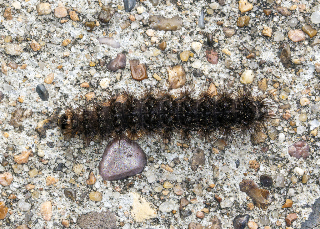 Tiger Moths from Shadow Creek Ranch, Pearland, TX, USA on July 23, 2023 ...