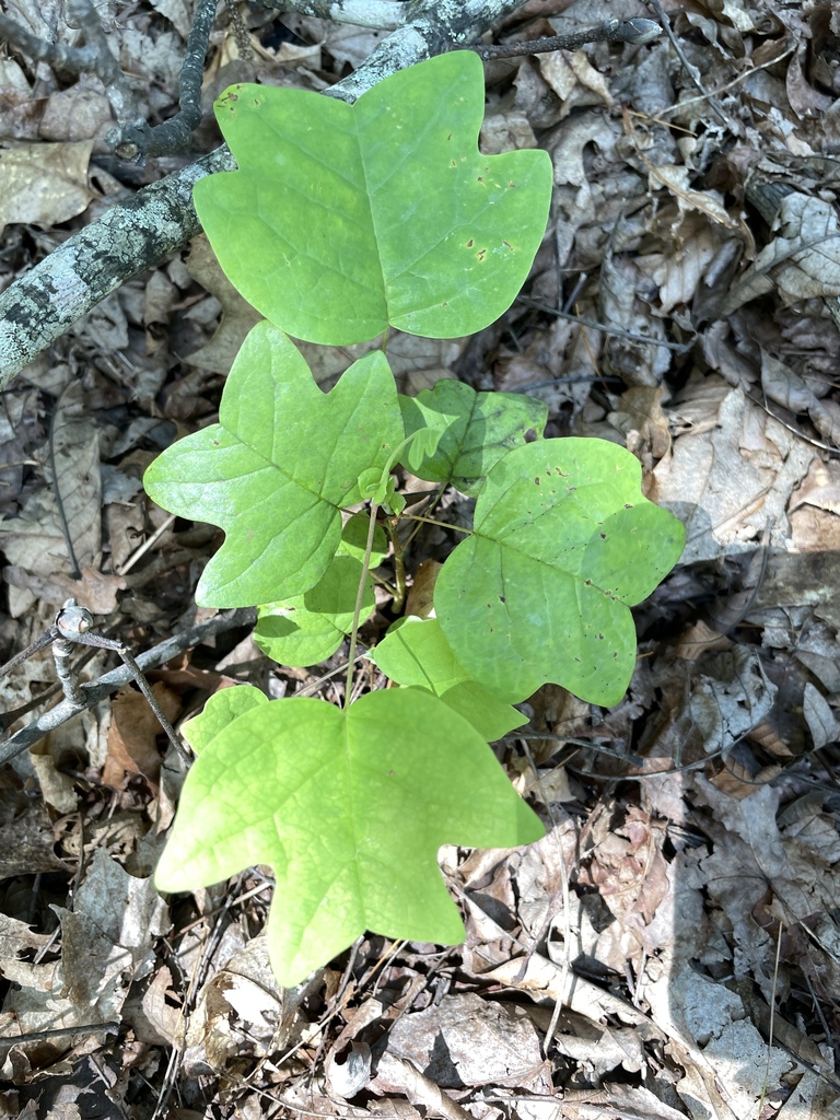 tulip tree in July 2023 by Kyle Aldinger · iNaturalist