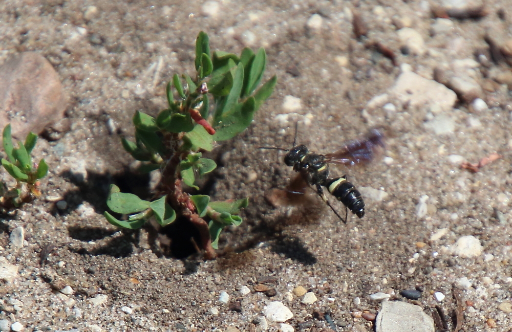 Smoky-winged Beetle Bandit Wasp from Illinois Beach SP, Lake County, IL ...