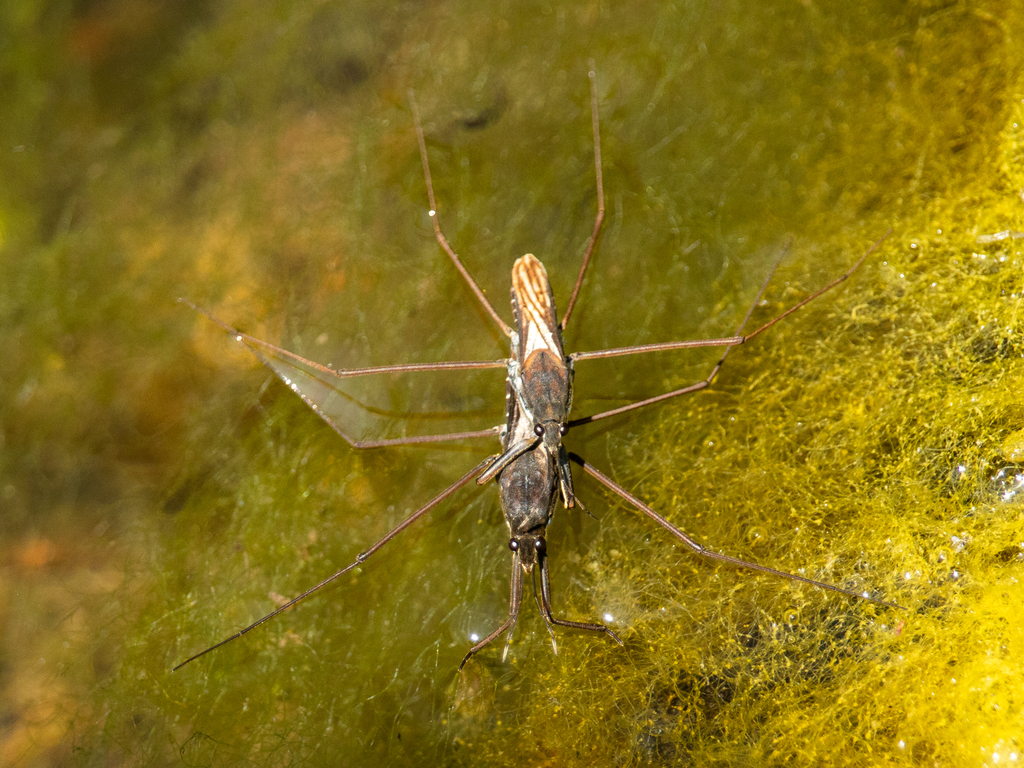 Common Water Strider from Ventura County, CA, USA on July 22, 2023 at ...