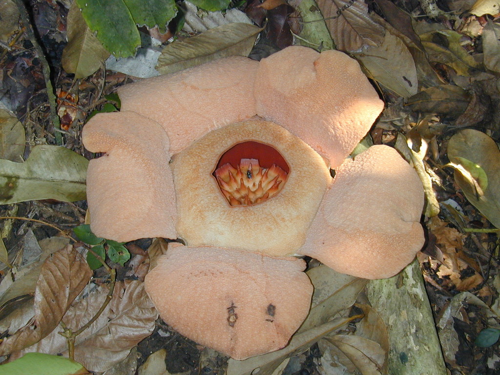 rafflesia flowers (Rafflesia) - Botanical Realm