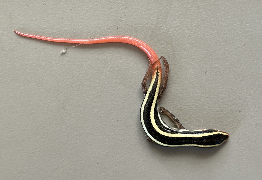 Gilbert's Skink in July 2023 by Eric Hough · iNaturalist