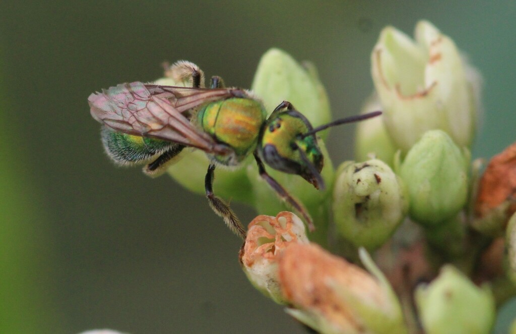 Pure Green Sweat bee from Baltimore County, MD, USA on June 26, 2023 at ...