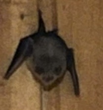 Bats from Тбилиси, GE on July 24, 2023 at 06:37 PM by SaShA · iNaturalist