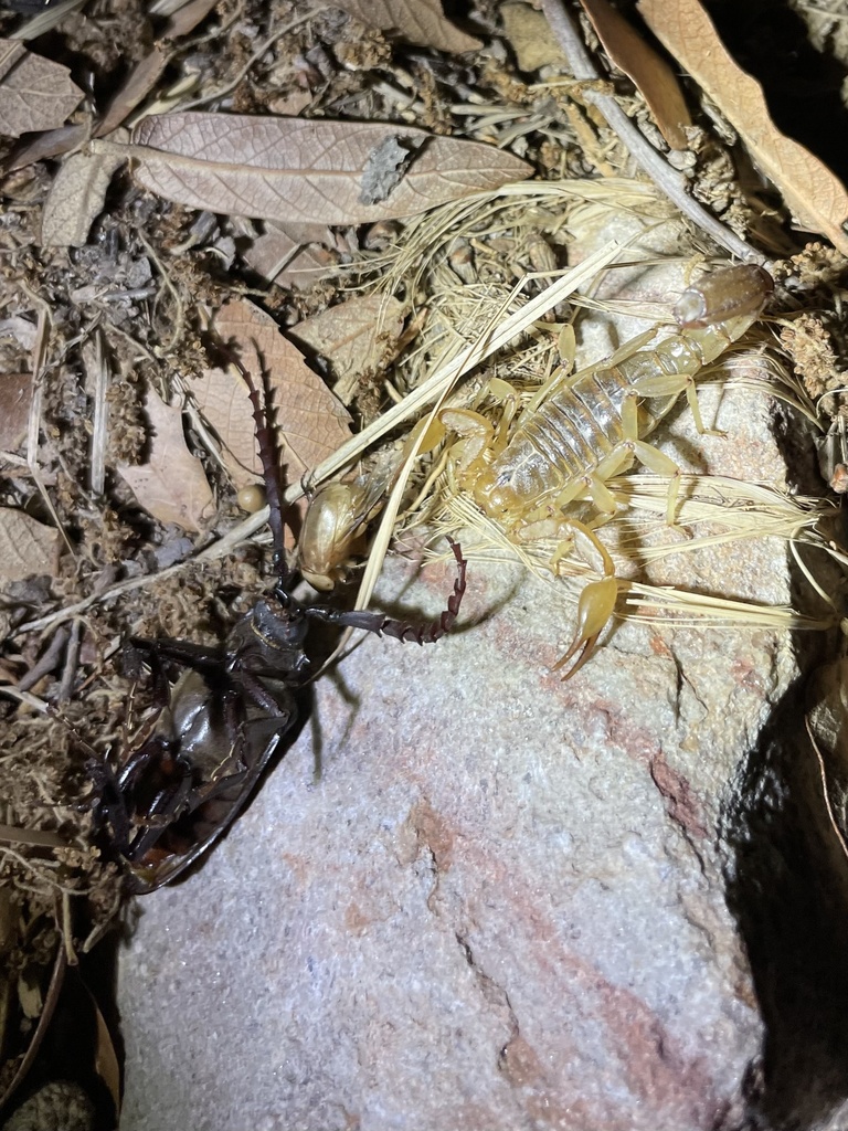 Stripe-tailed Scorpion from Coronado National Forest, Hereford, AZ, US ...