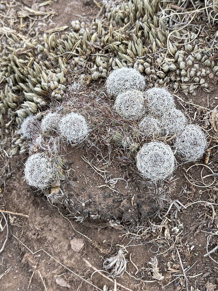 Mountain Ball Cactus from Hinsdale County, US-CO, US on July 23, 2023 ...