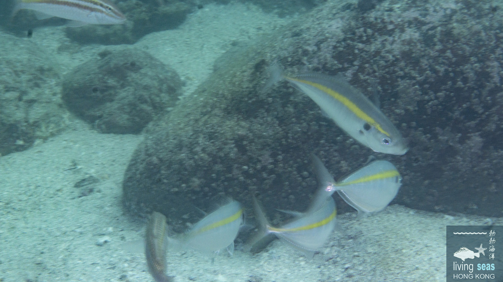 Yellowstripe Scad (Selaroides leptolepis) - Marine Life Identification