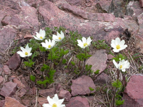 Subspecies Anemone scherfelii cyrnea · iNaturalist