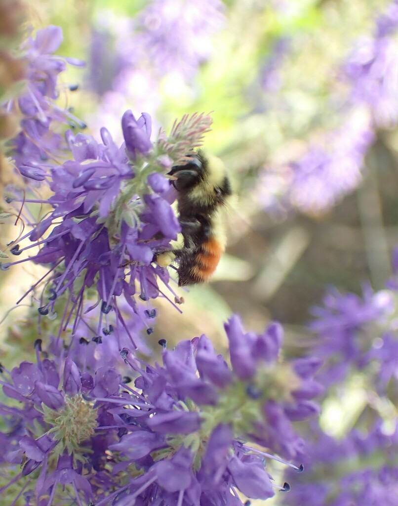 Red-belted Bumble Bee from Douglasdale, Calgary, AB T2Z, Canada on July ...