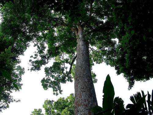 Altingia excelsa · iNaturalist