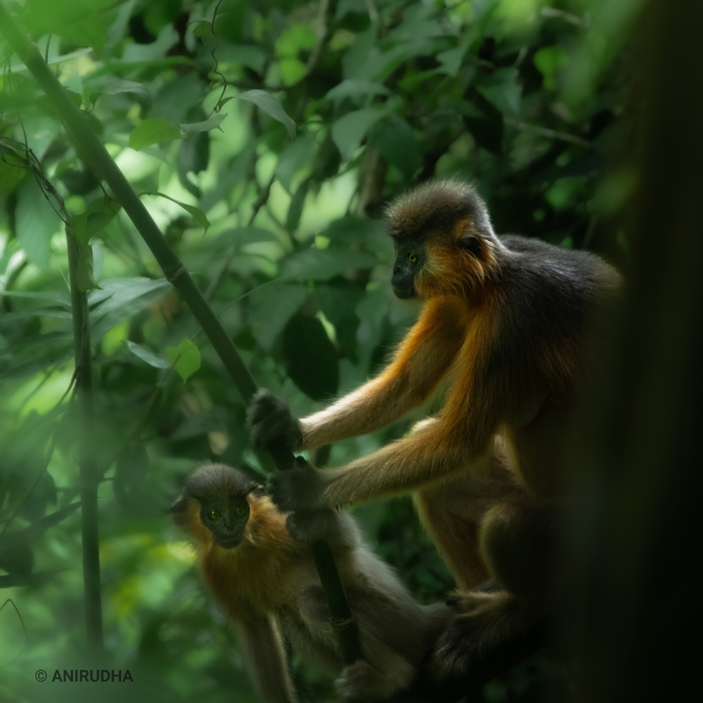 Capped Lutung in July 2023 by Subhayan Biswas · iNaturalist