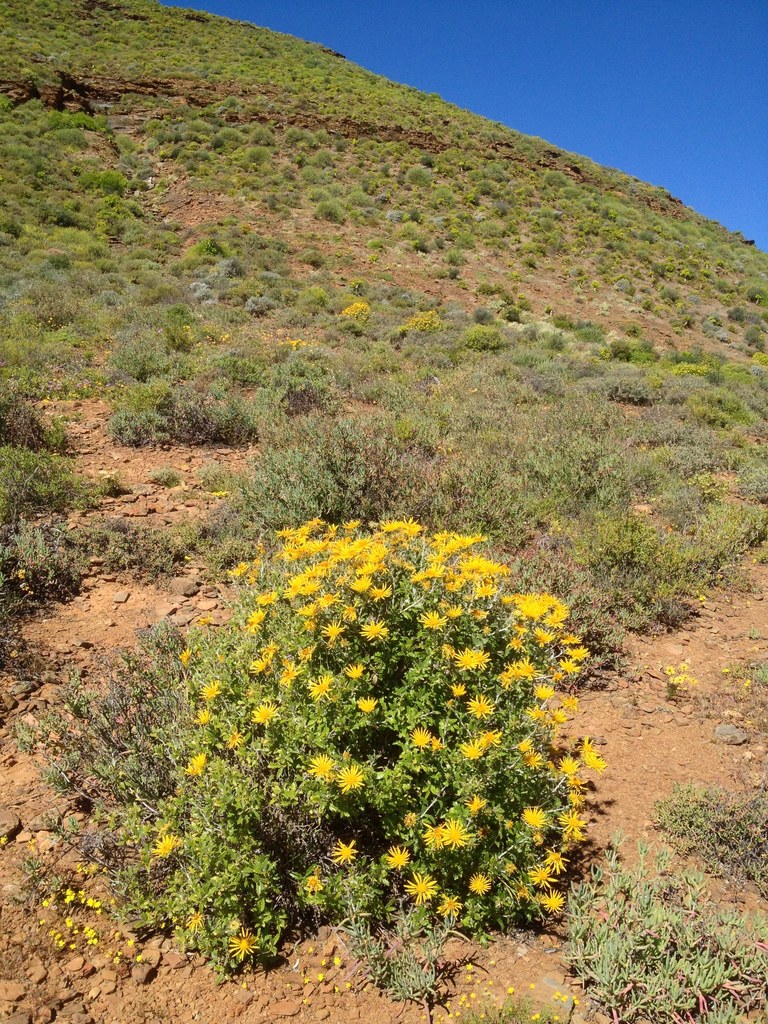 Grey African Thistle from West Coast DC, South Africa on September 22 ...