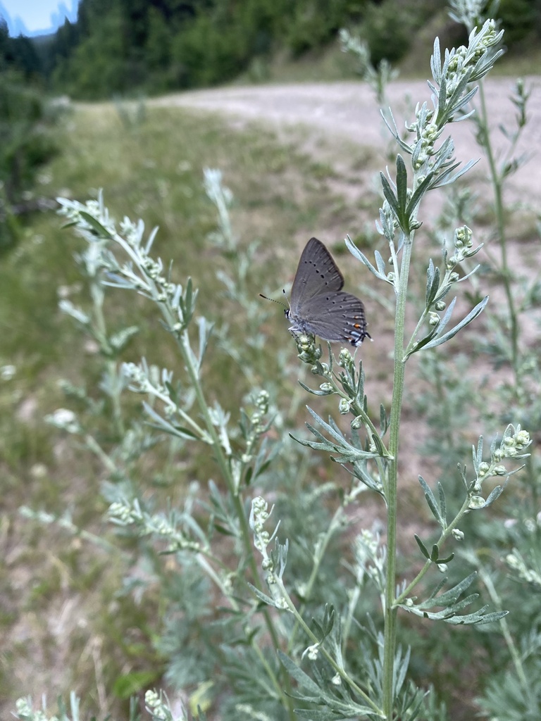Sylvan Hairstreak from Okanagan-Similkameen, BC, CA on July 21, 2023 at ...