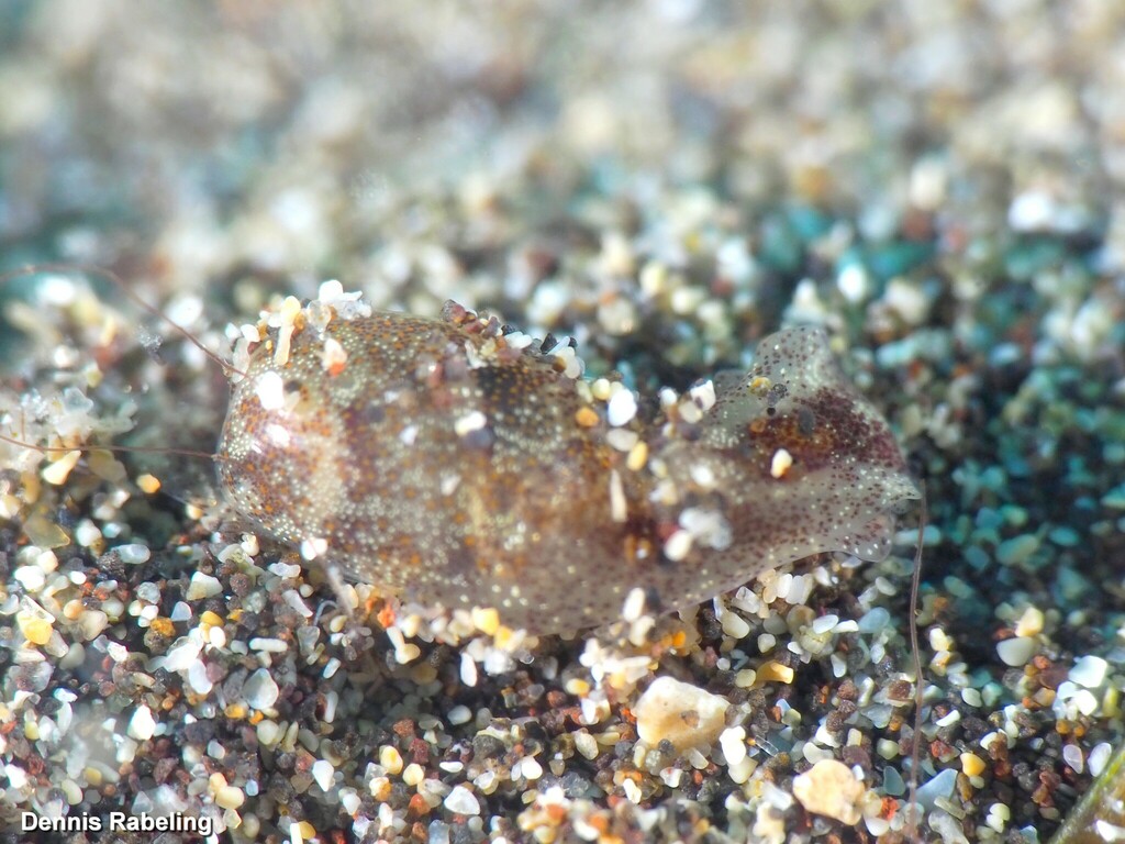 Southern Bubble-shell from Las Palmas, ES-CN, ES on July 23, 2023 at 11 ...