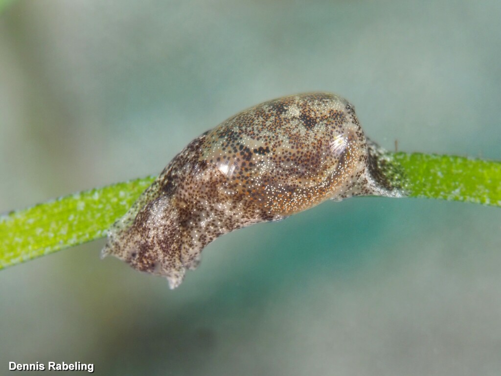 Southern Bubble-shell from Las Palmas, ES-CN, ES on July 23, 2023 at 11 ...