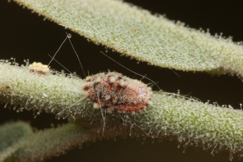 Giant Scale Insects from Kasarani, Nairobi, Kenya on July 24, 2023 at ...