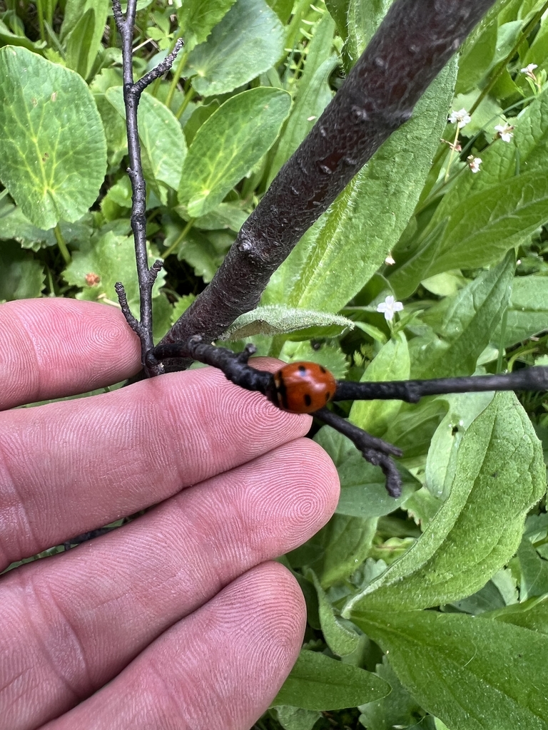 Transverse Lady Beetle from Pitkin County, CO, USA on July 18, 2023 at ...