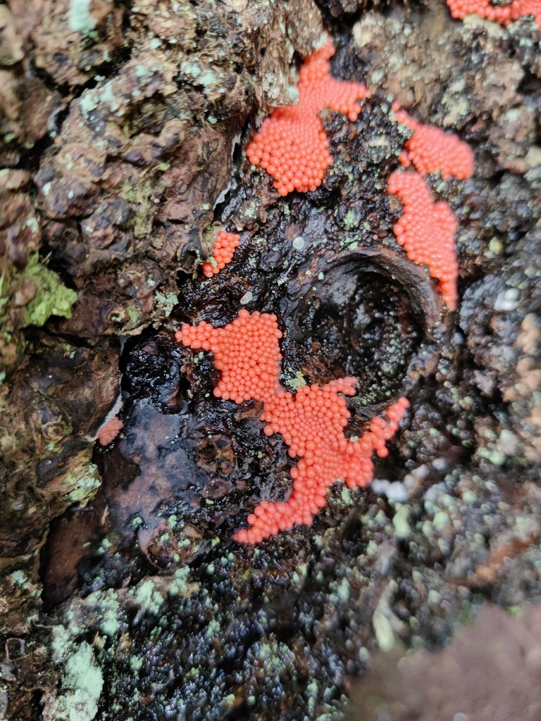 Red Raspberry Slime Mold in February 2023 by Vicente Miguel · iNaturalist