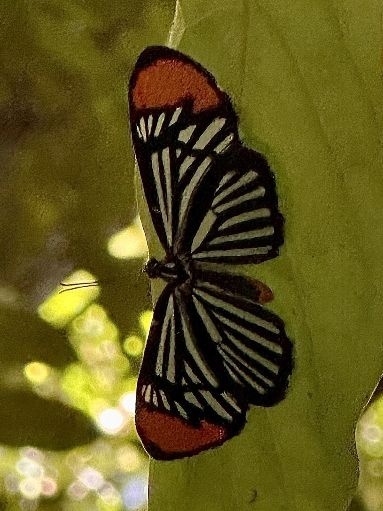 Stalachtis lineata from Tailândia, PA, BR on July 24, 2023 at 11:09 AM ...