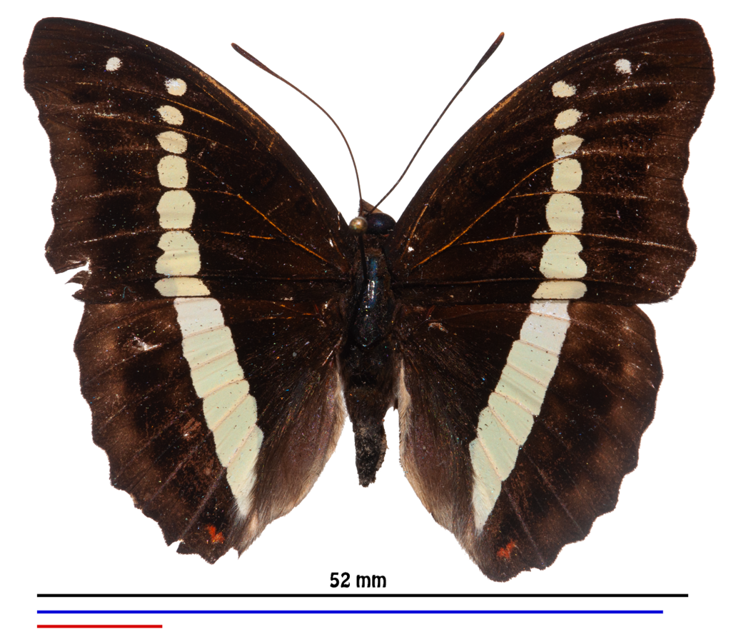 Euthalia recta monilis from Saen Monourom, KH-MK, KH on June 8, 2022 at ...