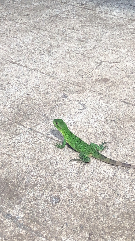 Black Spiny-tailed Iguana from Carrillo on July 23, 2023 at 02:56 PM by ...