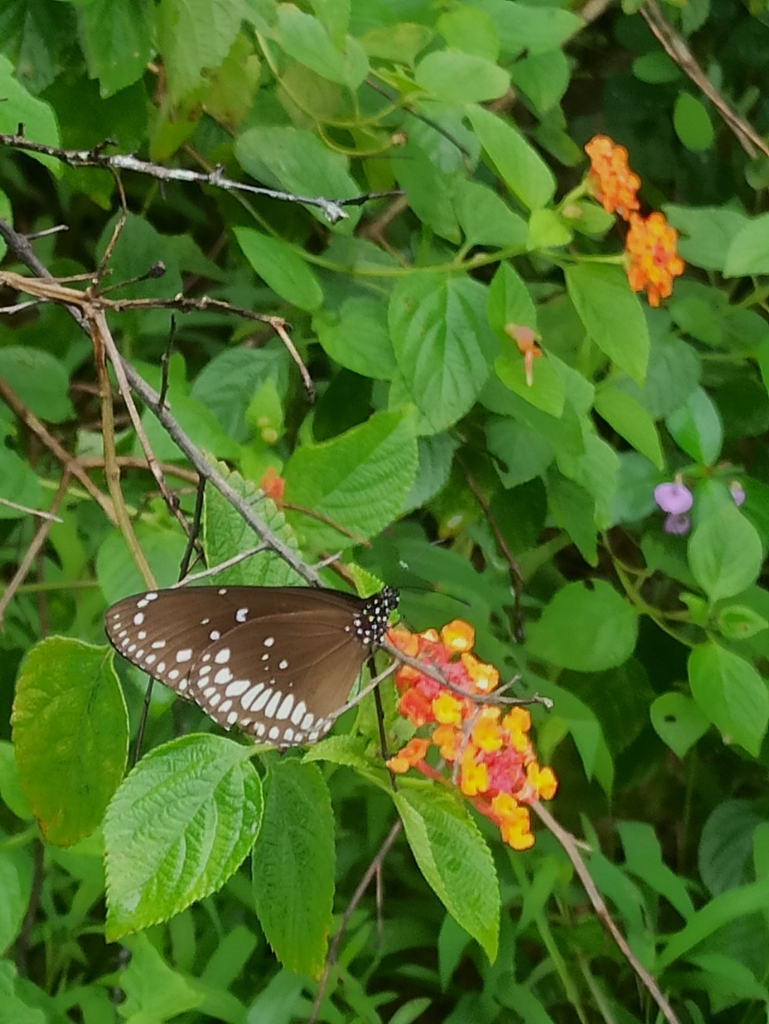 Butterflies from Madayi Para on July 24, 2023 by Sindhu Haridas ...