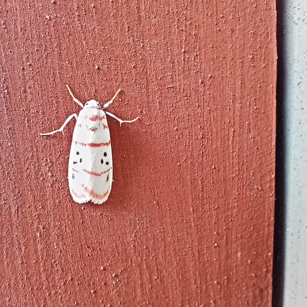 Cyana from 6WWW+64C, Nimgong, Bhutan on July 24, 2023 at 10:13 PM by t ...