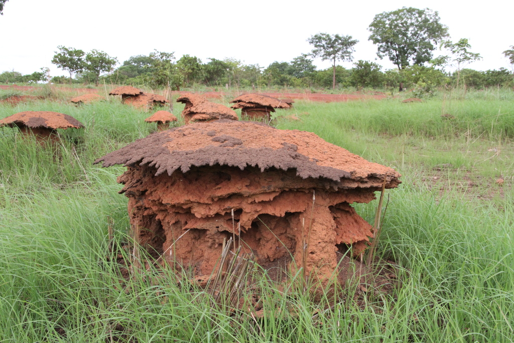 Cubitermes from Kankan Prefecture, Guinea on June 24, 2023 at 02:20 PM ...