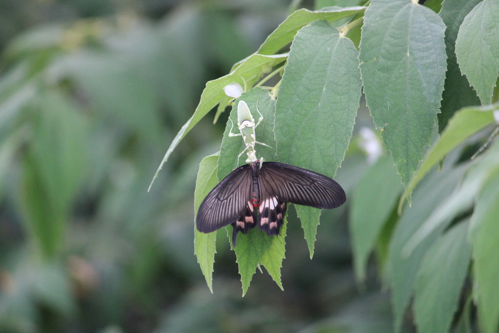 Winged and Once-winged Insects from Indian Institute Of Technology ...